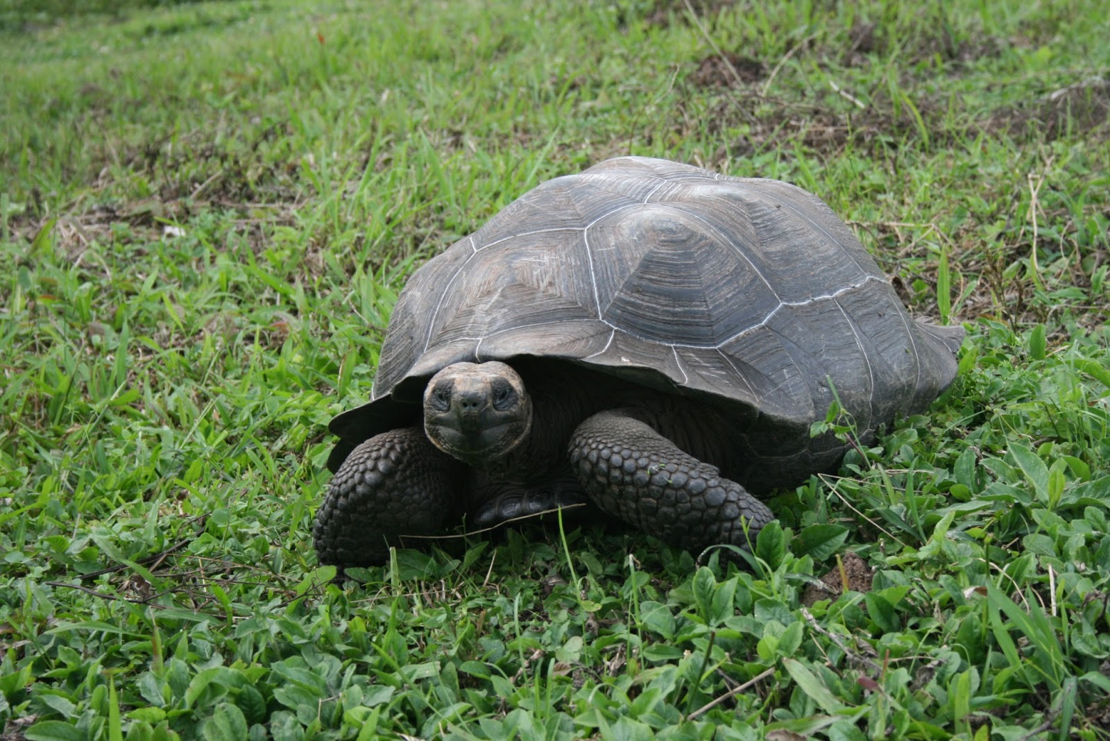 Ecuador al mundo: Tortuga Galápagos