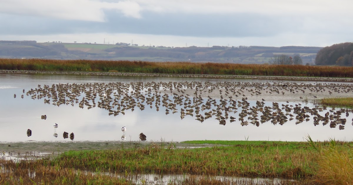 Wild at Hull: November at Alkborough Flats