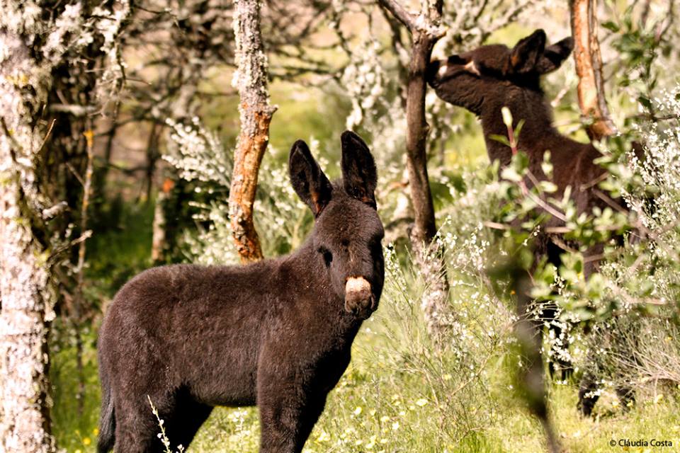 Traga-Mundos: Sultão - o burro de Miranda
