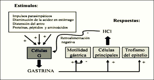 Hormona Gastrina: Secreción y función de la gastrina