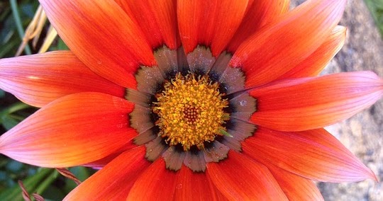 Garden Therapy: Beautiful Cool Flowers