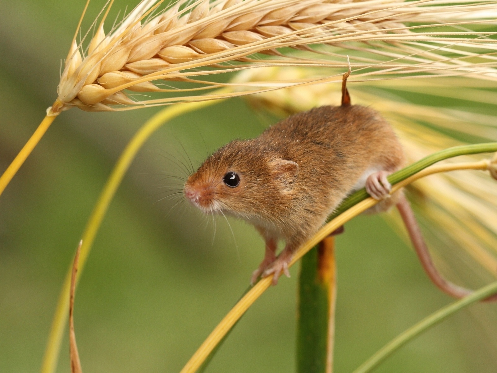 Raton bebé - Imagui