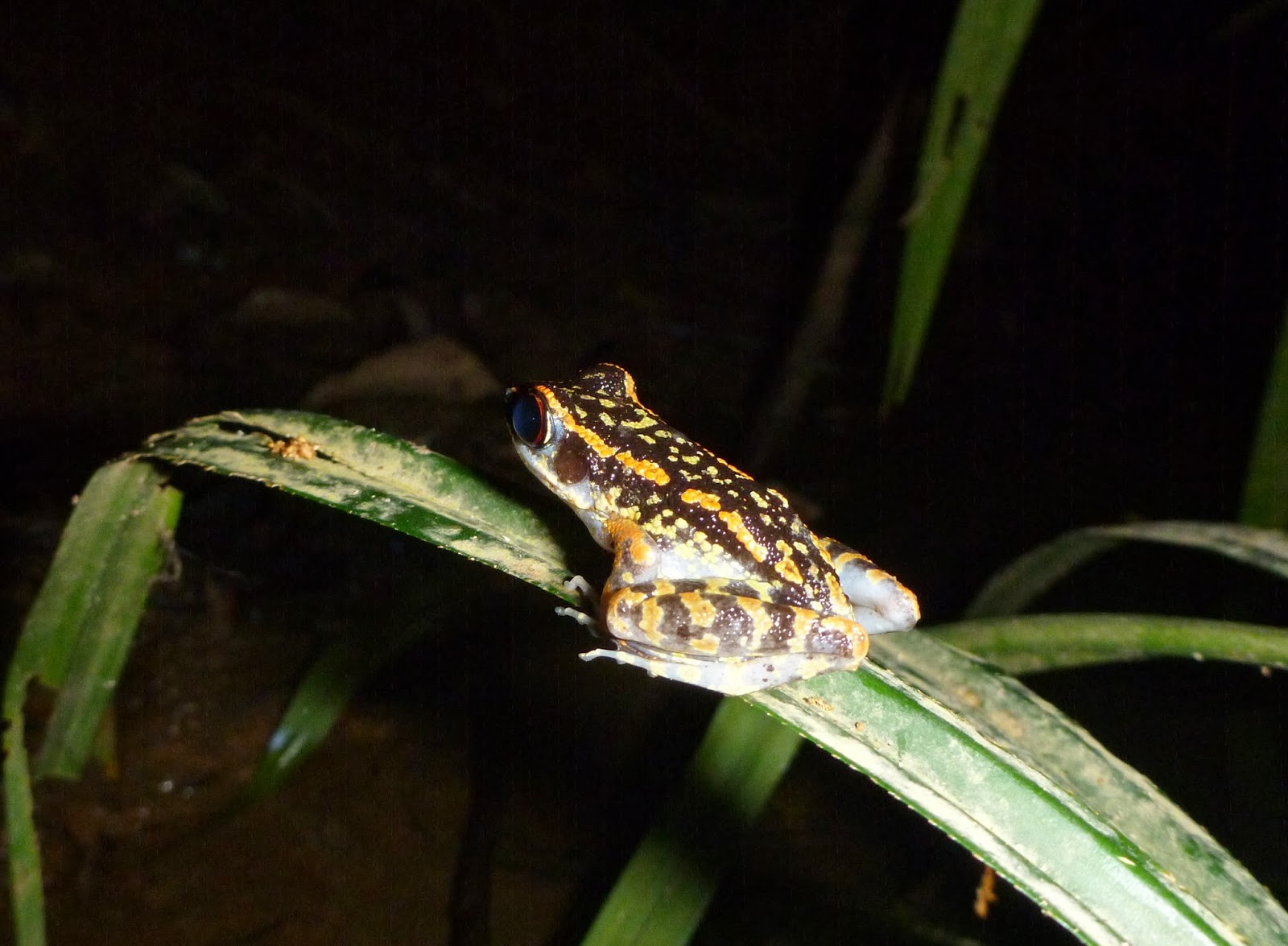 Los cuadernos de Calpurnia: Anfibios del bosque tropical malayo
