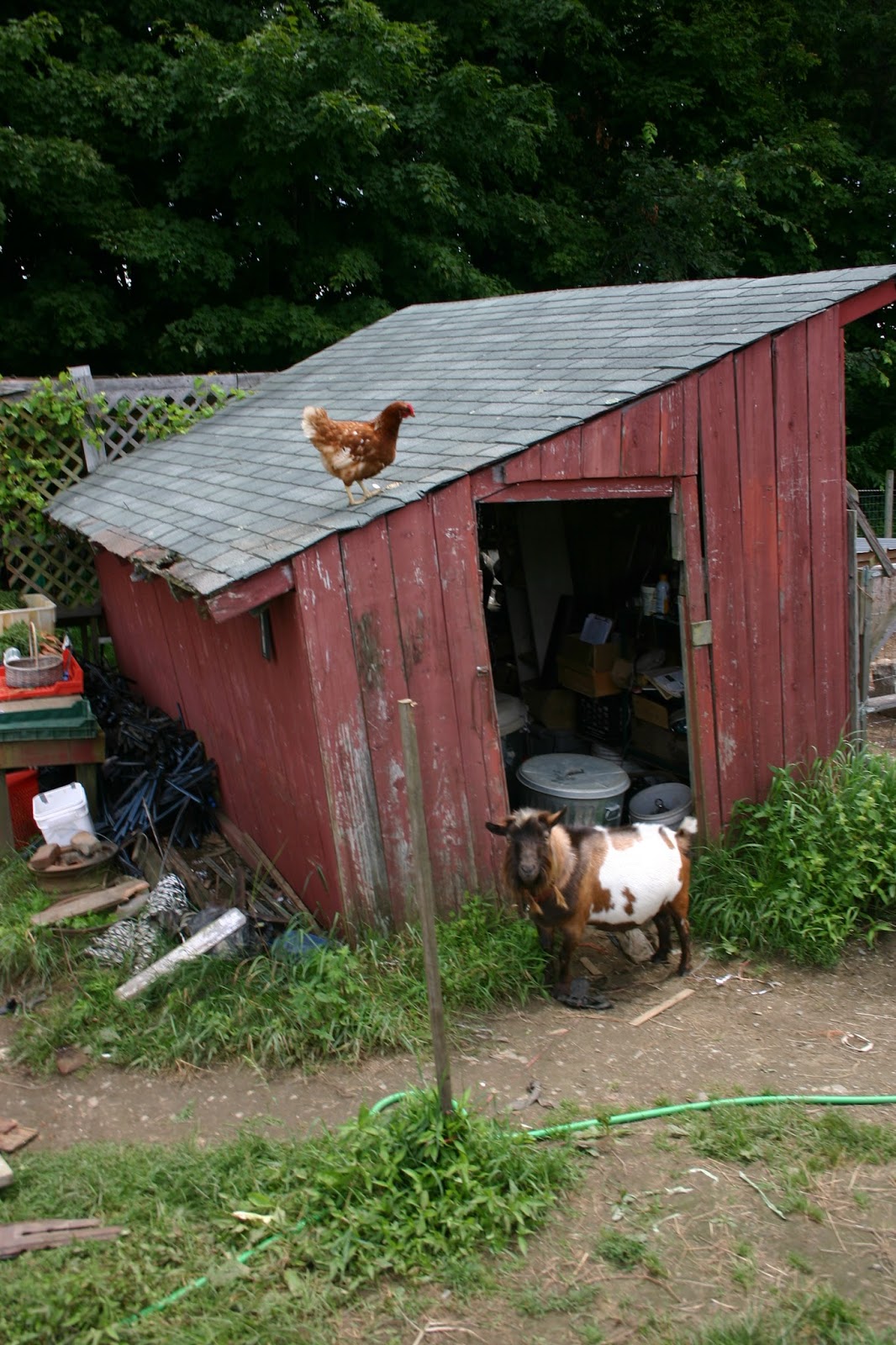 Growing Season: Ugliest shed contest