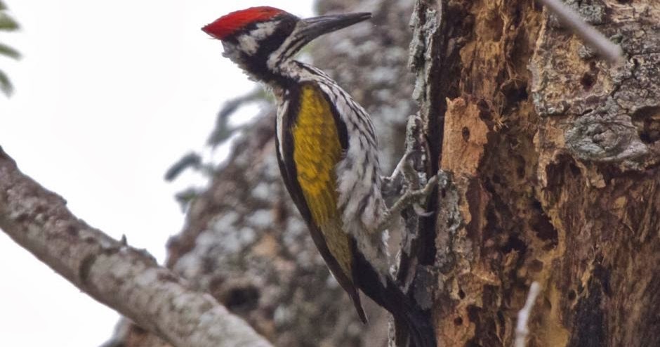 Tierra de tucanes y pájaros carpinteros: Pito dorso blanco ...
