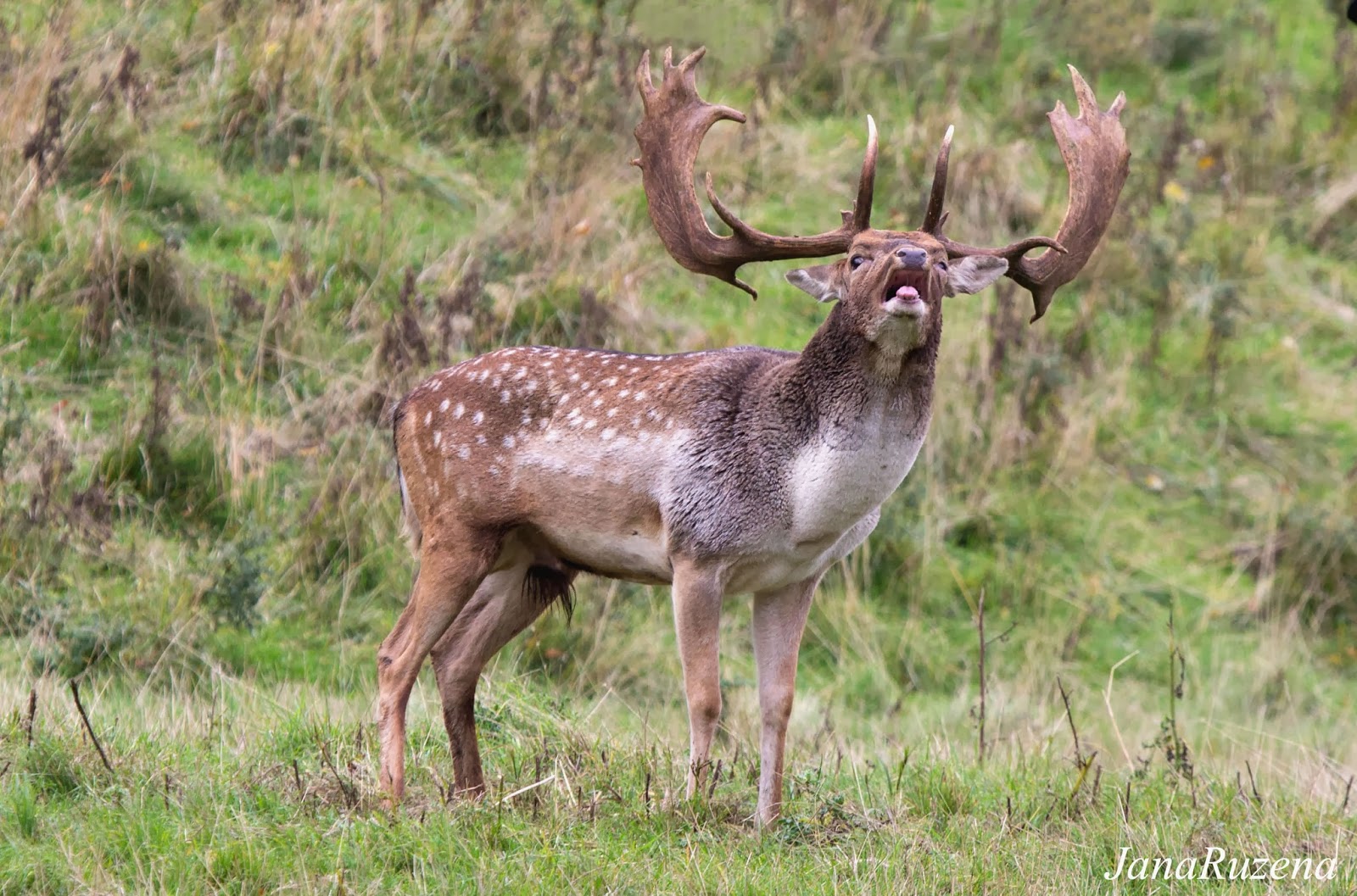 Escapes and Photography: Coming full circle, Fallow deer at Charlecote Park