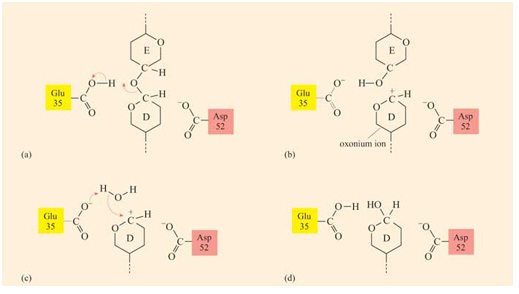 My Scientific Blog - Research and Articles: Lysozyme
