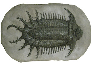 Life Before the Dinosaurs: Terataspis.