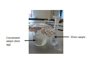 biochemistry: Practical 2 : Protein Experiment