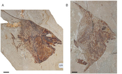 Species New to Science: [PaleoIchthyology • 2019] Flagellipinna ...
