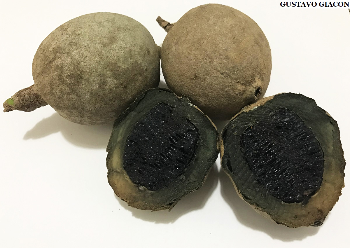 Viveiro Ciprest - Plantas Nativas e Exóticas: Jenipapo ( Genipa americana )