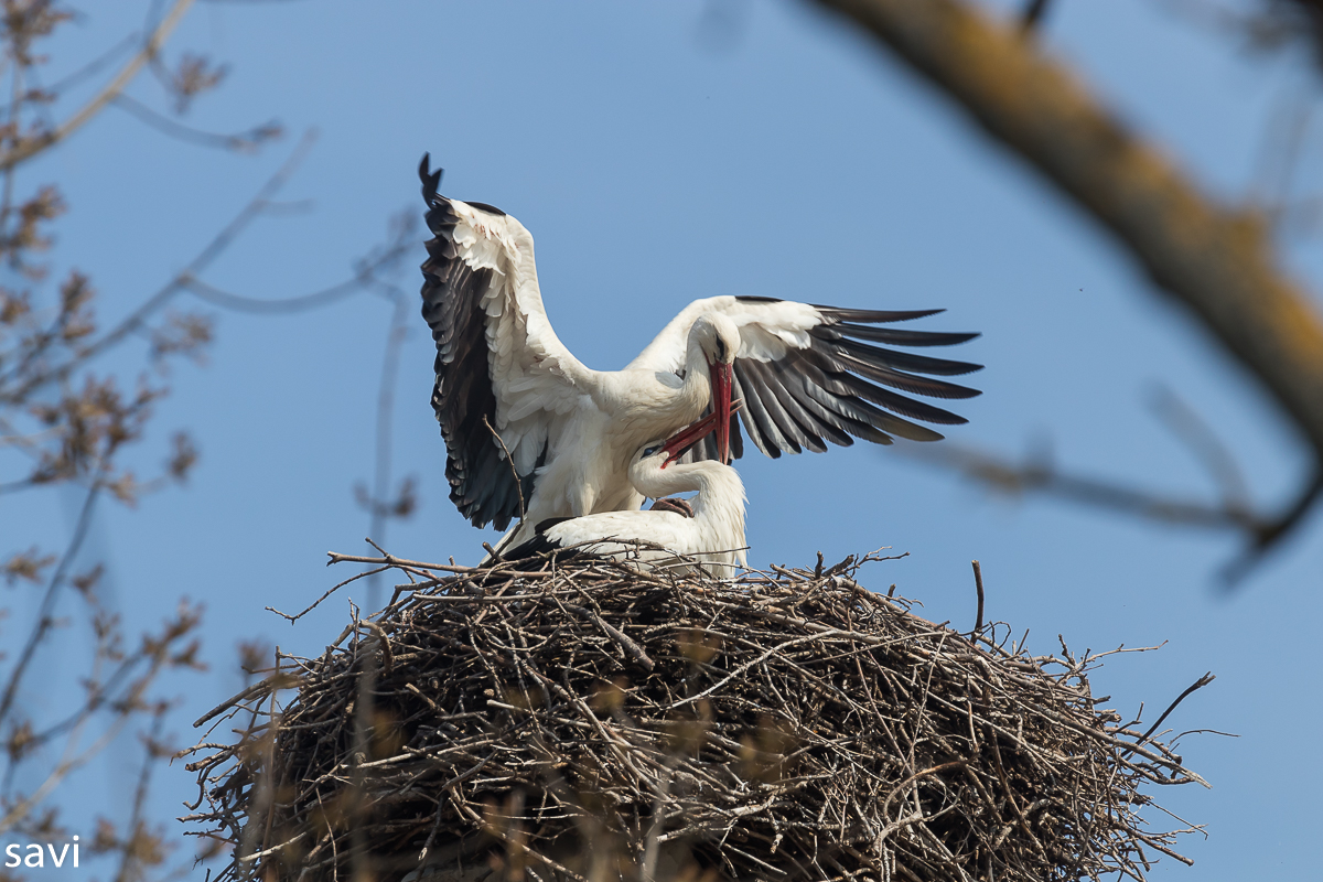 Alles, was atmet, lobe den Herrn! Halleluja