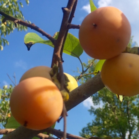 The Foraged Foodie: Pumpkin spiced persimmon cocktails you must make ...