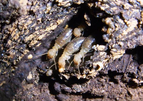 Catalogue of Organisms: Snap! goes the Termite
