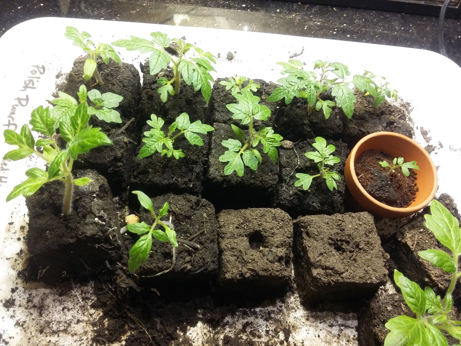 The Scientific Gardener: Growing with Soil Blocks