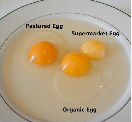Homestead Crossing Inc's Blog: Difference in Eggs