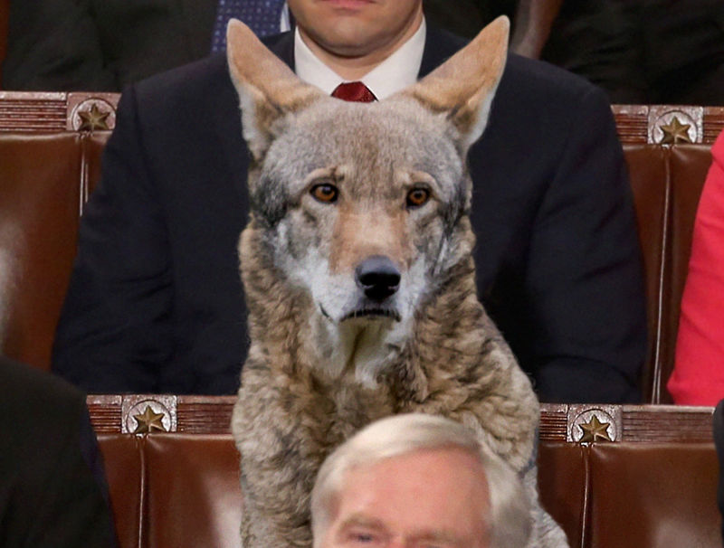 The Zoo Review: Satire: Democratic Congressman Protests Trump's ...