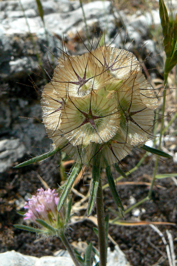 Wildflowers of Andalucia: Scabiosa stellata