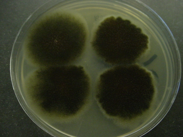Sustainable Mycology: Ulocladium spp.