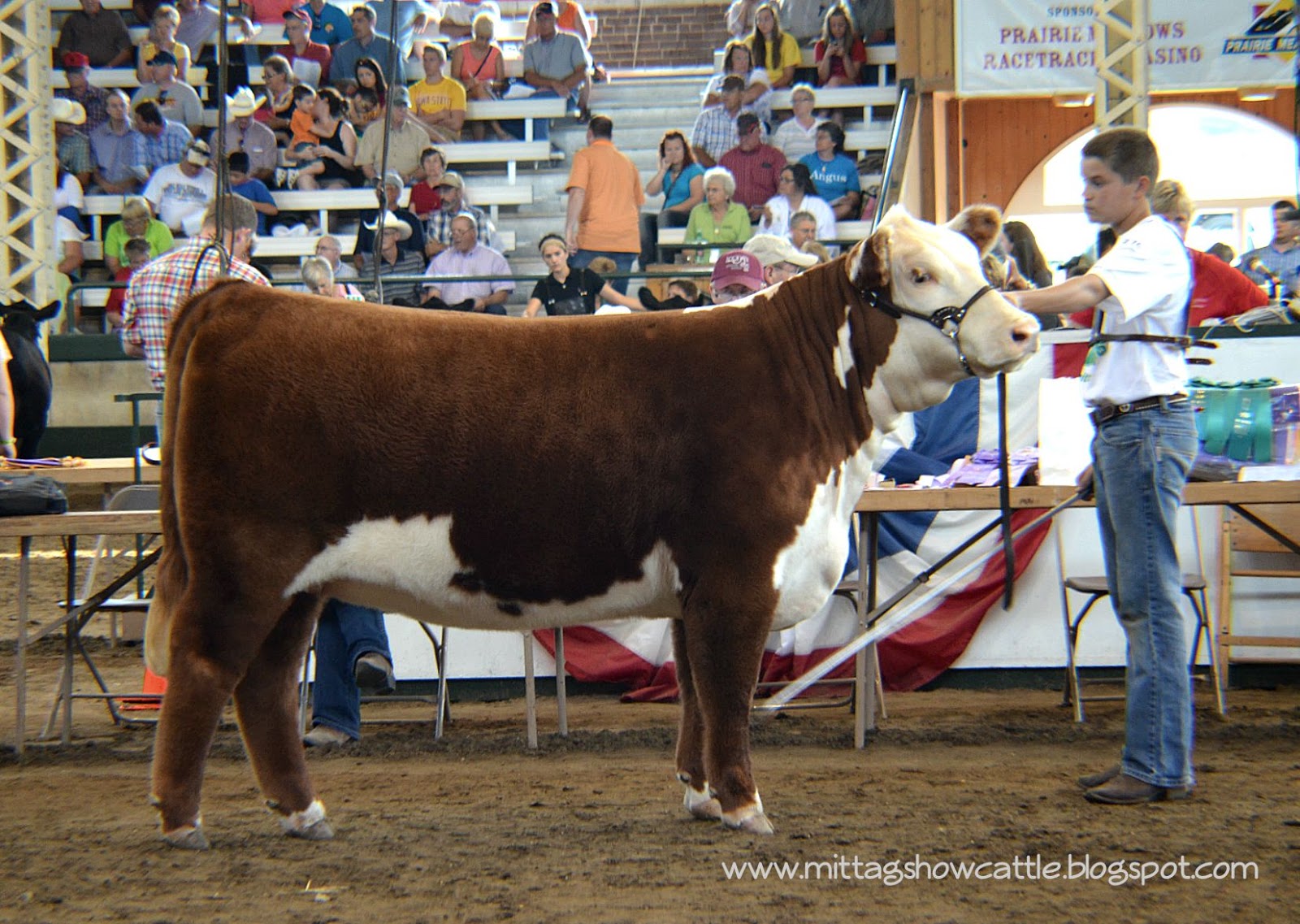 MITTAG Blog: Iowa State Fair 4-H Breeding Heifers