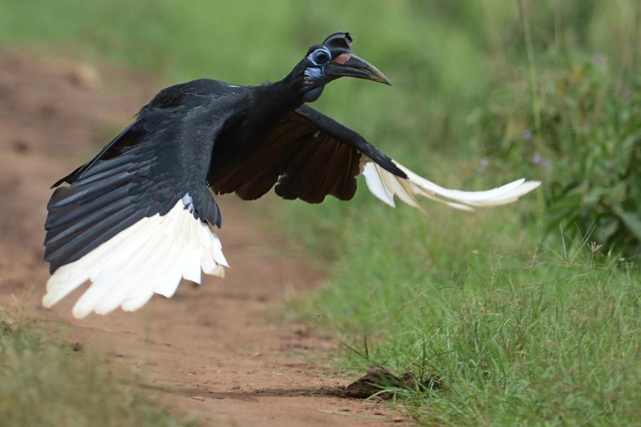 O Livro da Natureza: Calau Africano