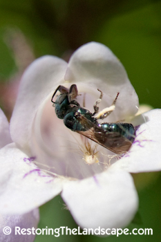 Restoring The Landscape With Native Plants: Native Bee Spotlight: Small ...
