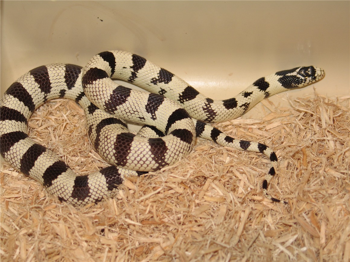 Most Amazing: Mexican Milk Snake