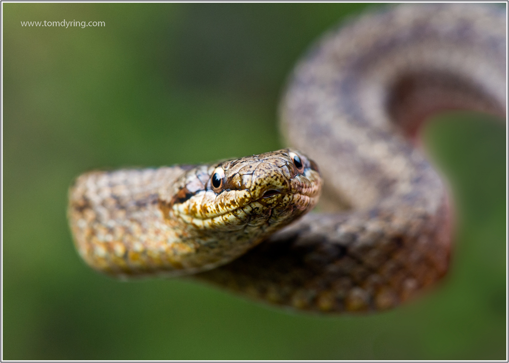 TOM DYRING WILDPHOTO / NN: EN NORSK KVELERSLANGE !! / A NORWEGIAN ...