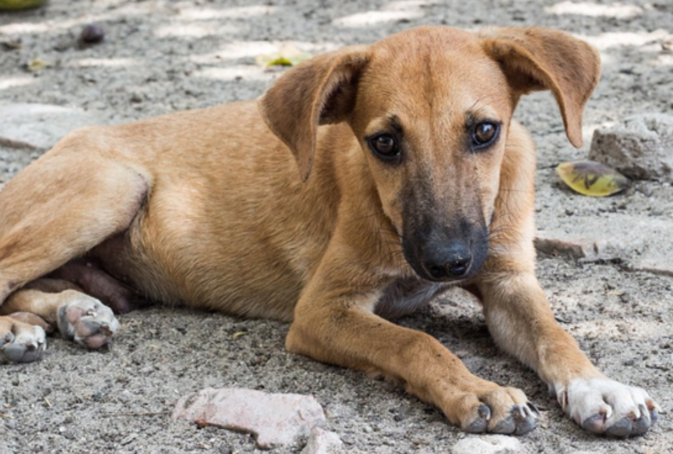 AMADEO LABORDA - Escritor: METAFÍSICA DE UN CHUCHO