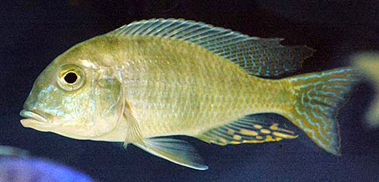 Artes de Pesca: LOS CICHLIDAE 23ª