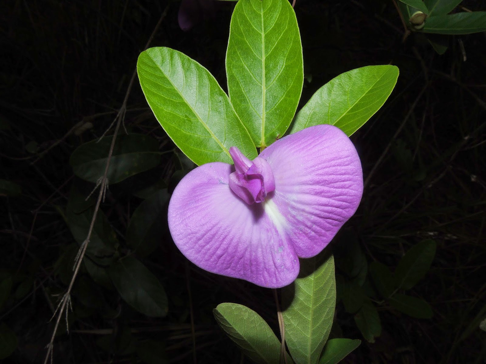 Fabaceae - Leguminosae no Brasil: Centrosema