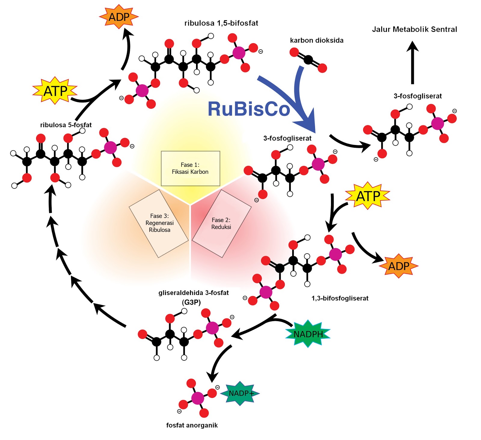 Proses Fotosintesis pada Tumbuhan - Sains Ph.D