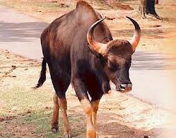 Cambodia Wild Paradise: Cambodia Kouprey