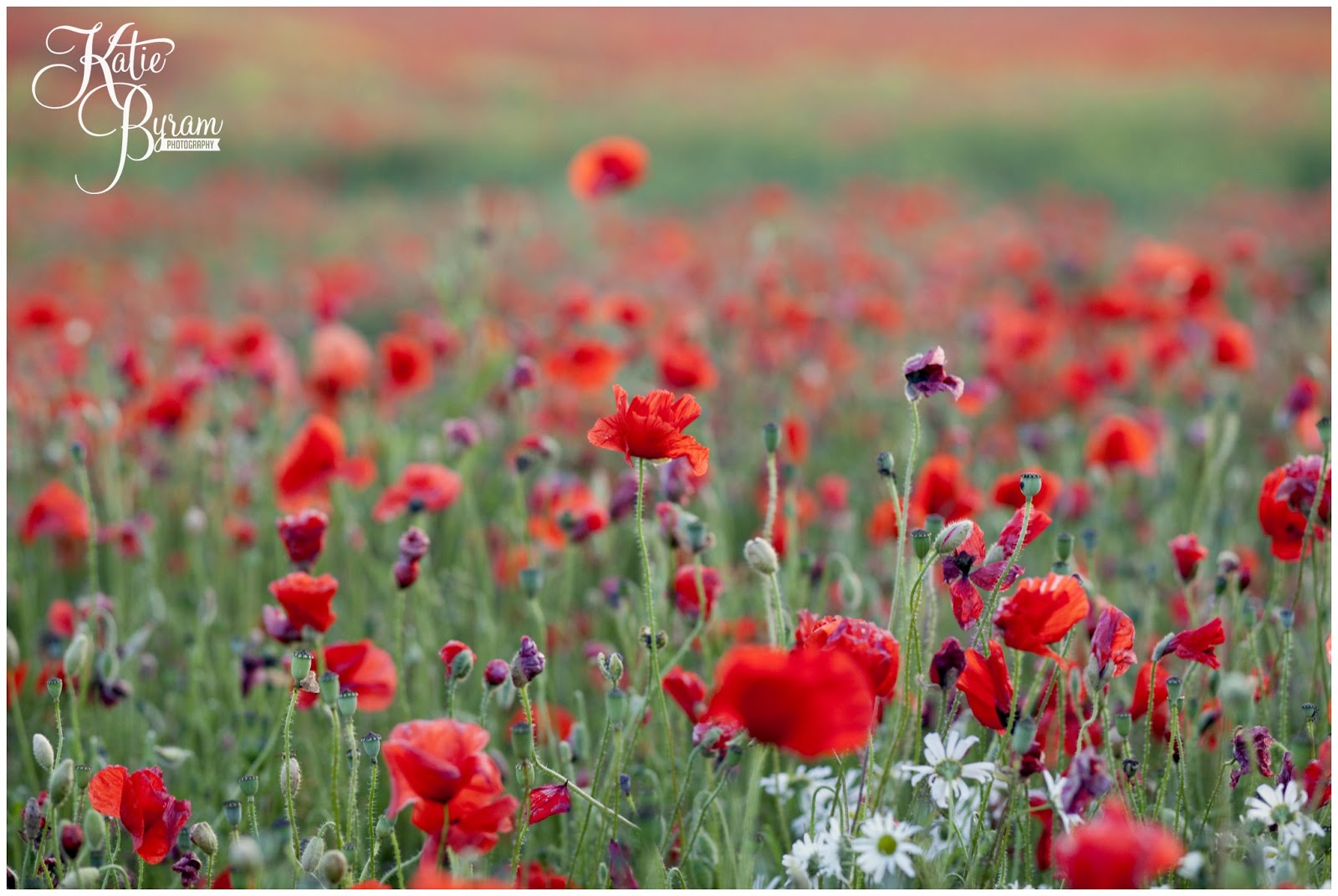 Katie Byram Photography: Poppy Field Durham...... and a realisation to ...