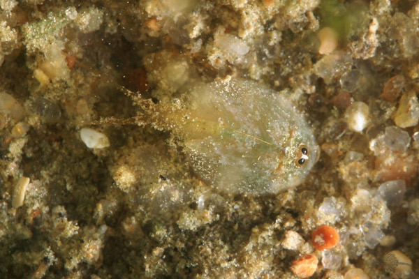 Feenkrebse: Lepidurus cryptus