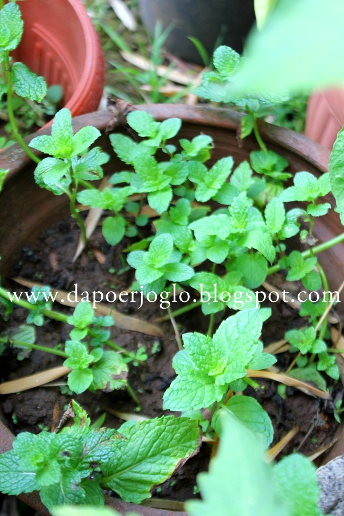 Dapoer Joglo: Cara Mudah Menanam Daun Mint
