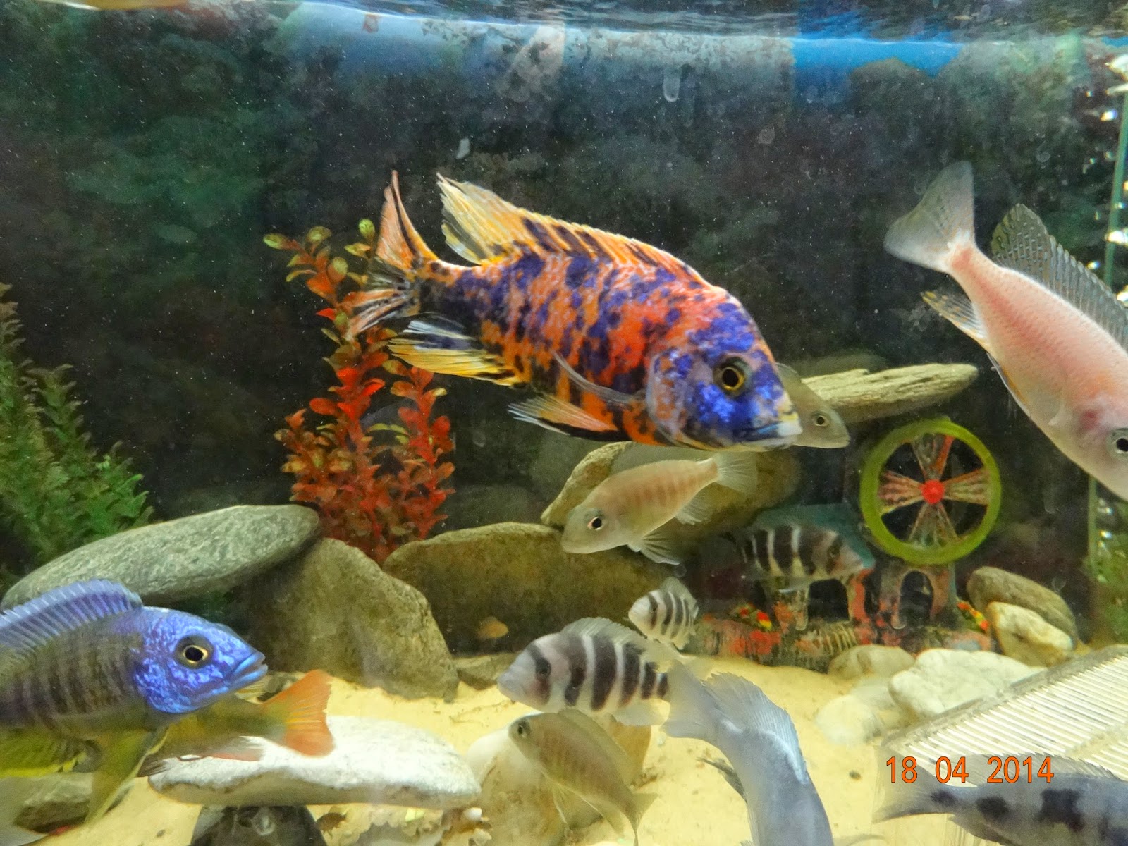 CICLIDOS AFRICANOS CARACAS - VENEZUELA