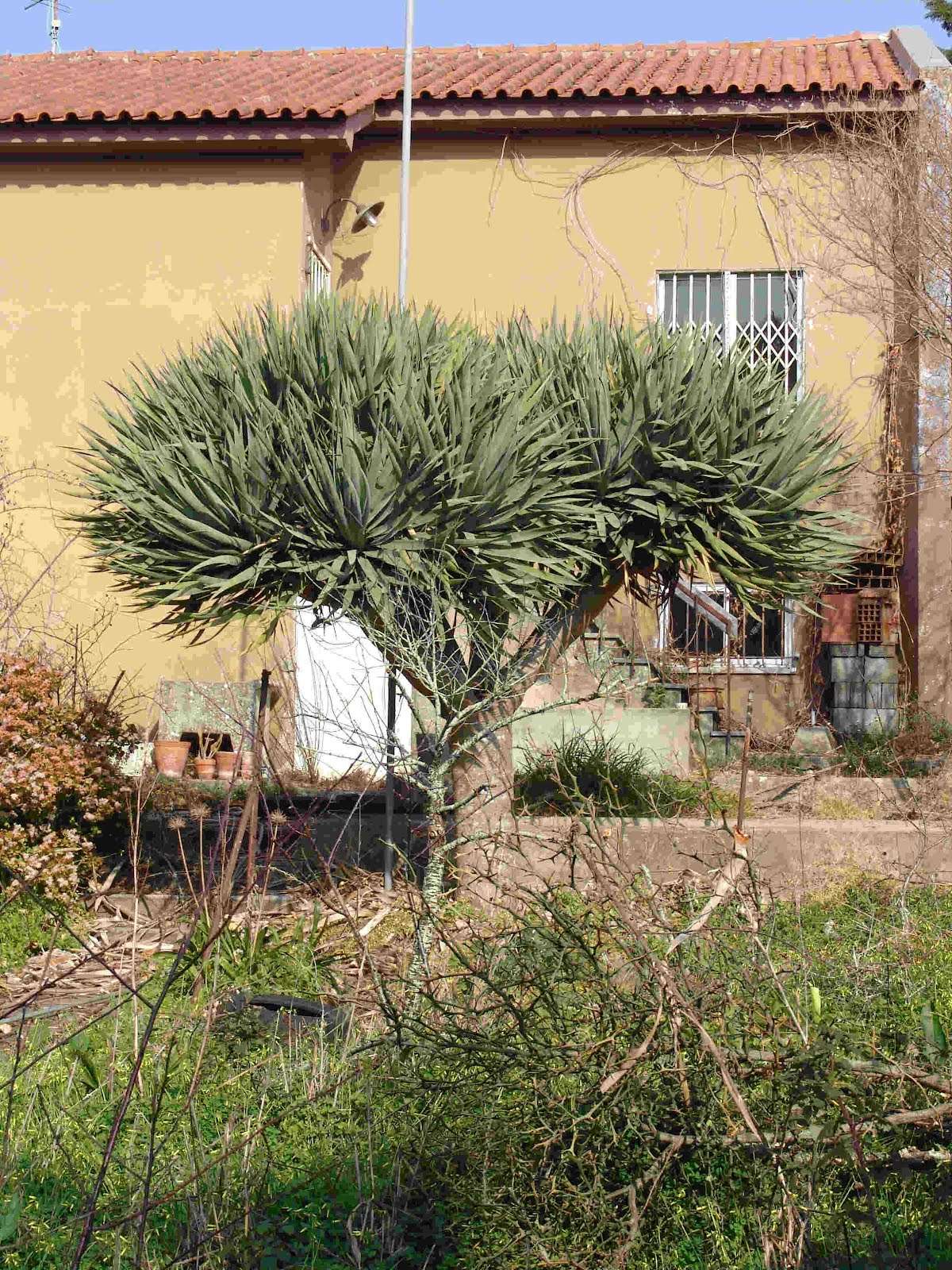 Horto do Chão Verde: Dragoeiro (Dracaena draco)