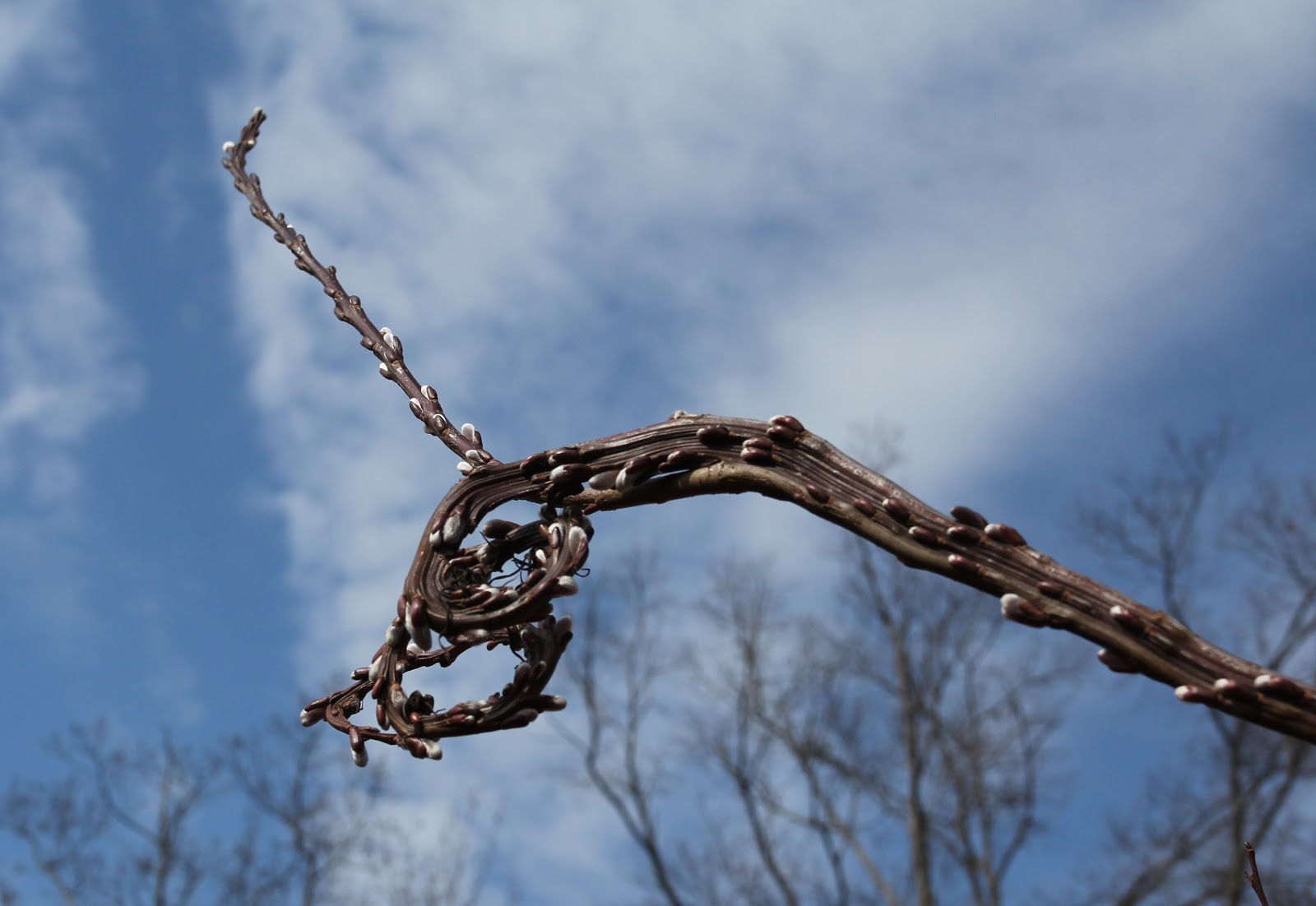 Cheryl's 2 Cents' Worth: Growing Pussy Willows and Curly Willows