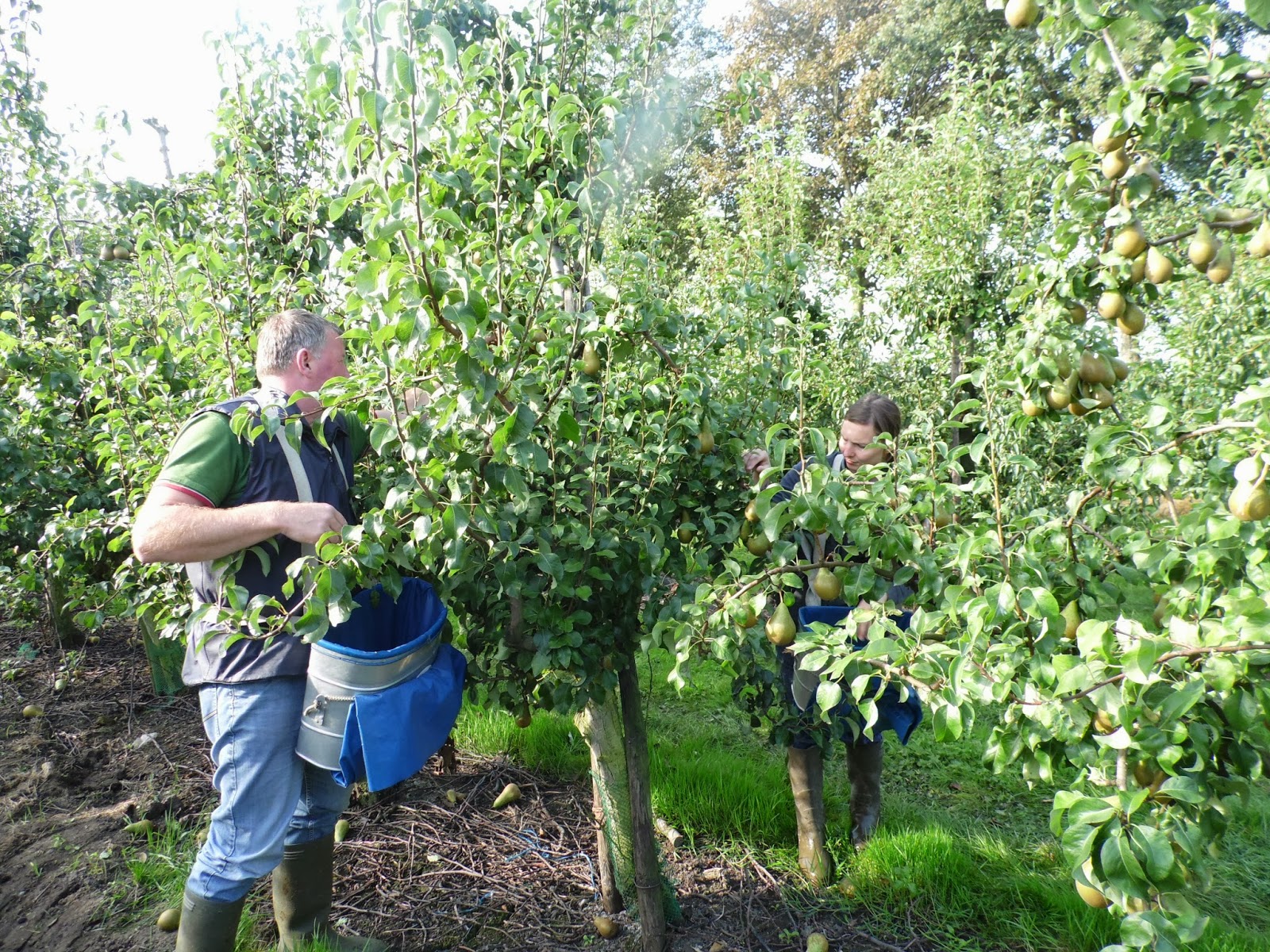 De zeepaardjes: " Appels " plukken in de boomgaard