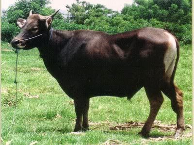 GAMBAR TERNAK SAPI BALI 4 | GAMBAR TERNAK SAPI