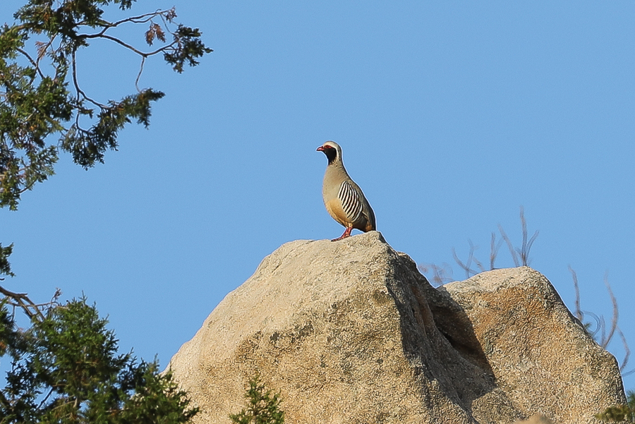 Phillby’s Partridge | Focusing on Wildlife