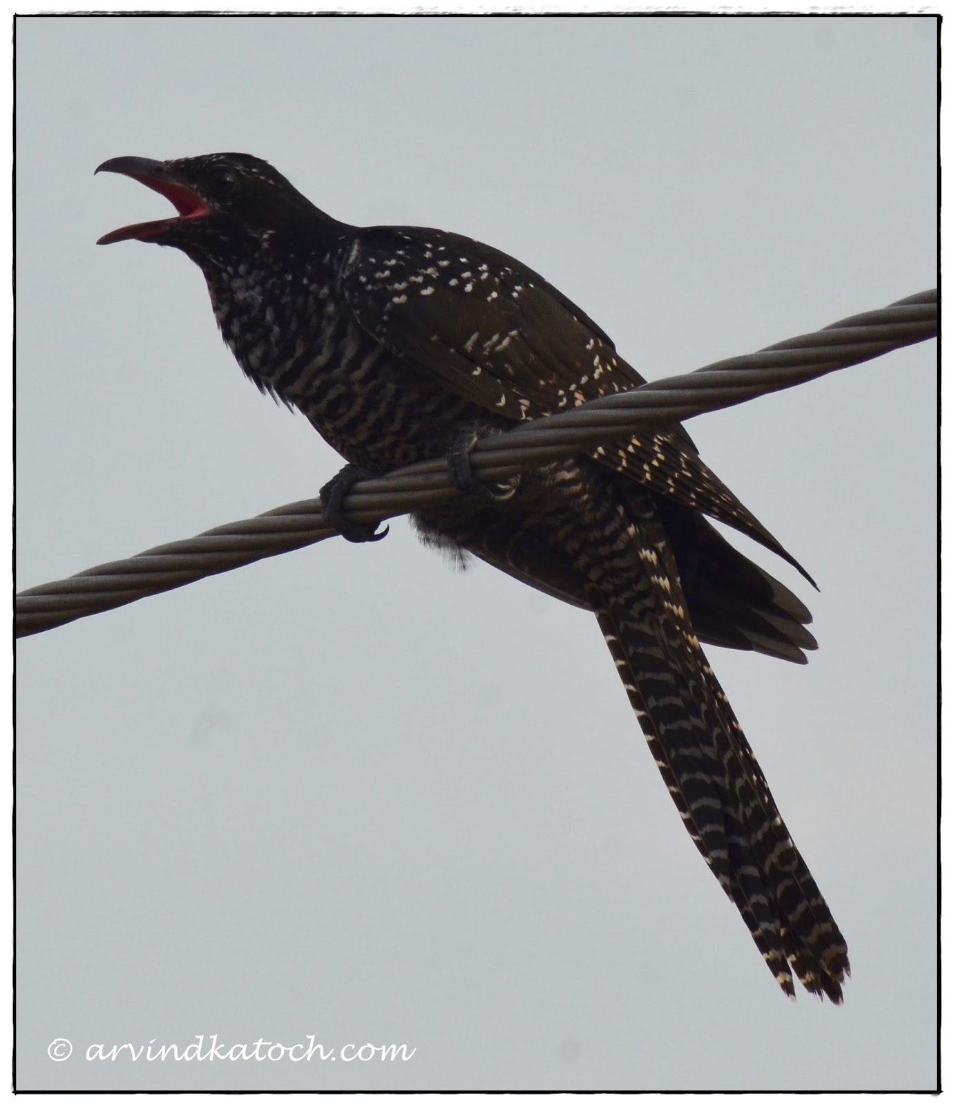 Asian Koel (Eudynamys scolopaceus) Picture and Detail (Sweet voiced Bird)