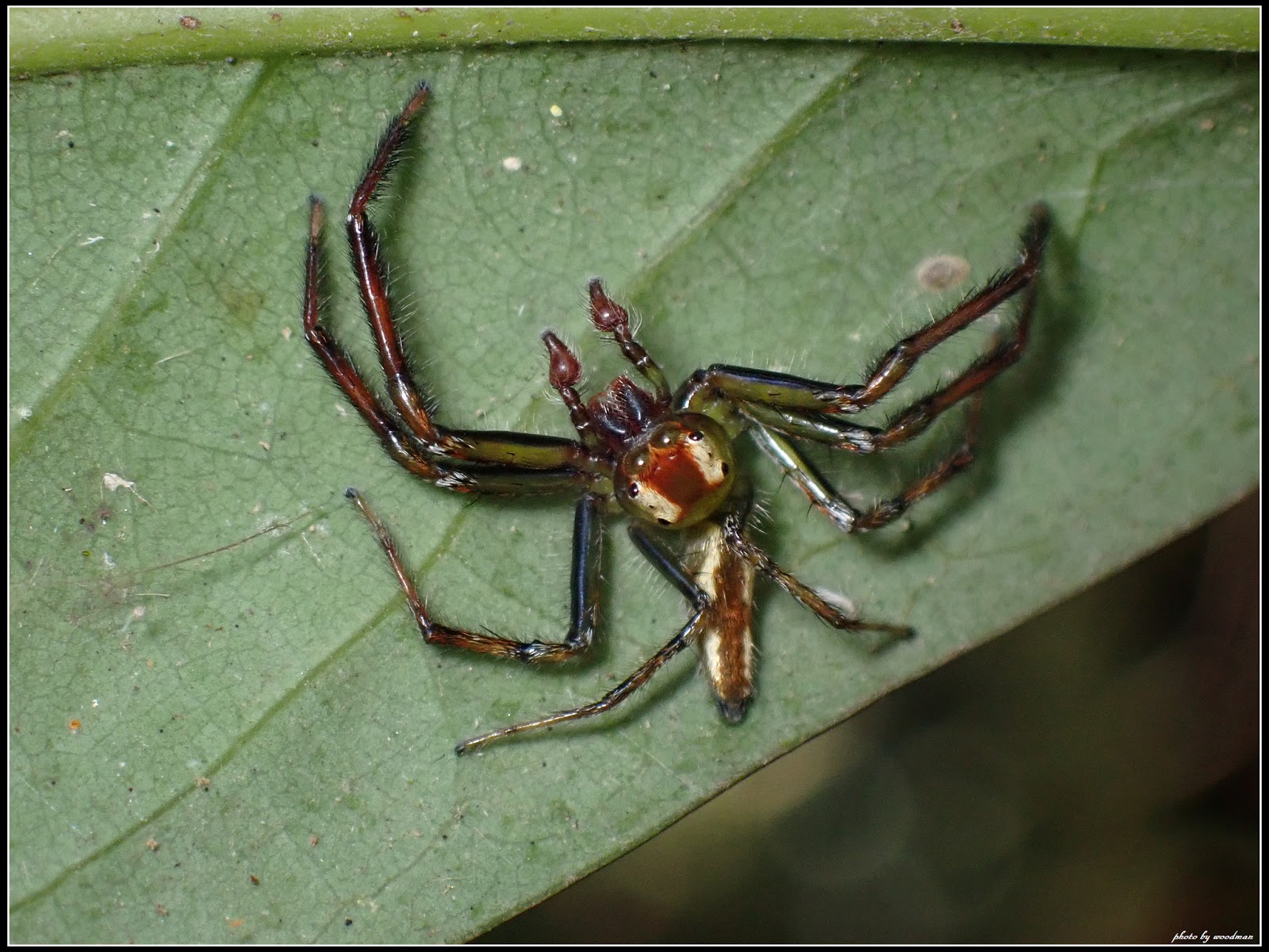 woodman的秘密花園－動物區: 榮艾普蛛