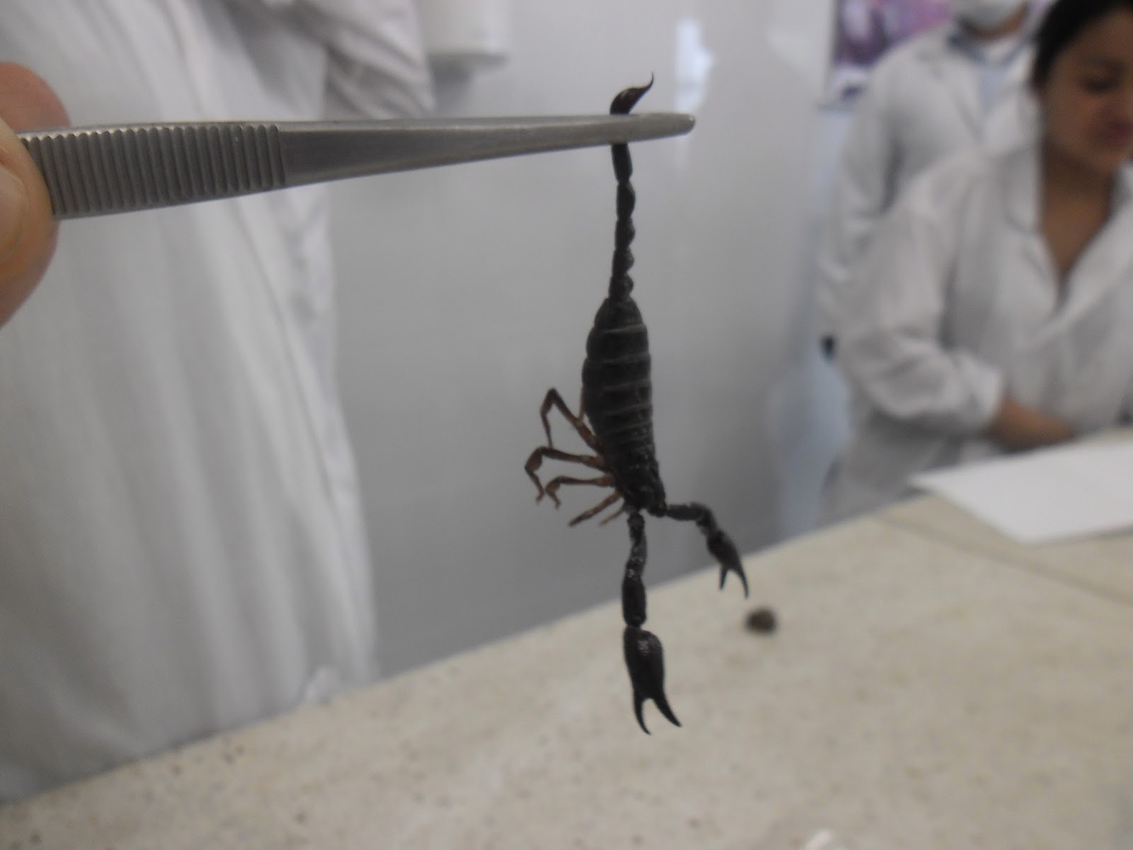 ZOOLOGÍA Y FISIOLOGÍA ANIMAL : PRACTICA LABORATORIO ESCORPION
