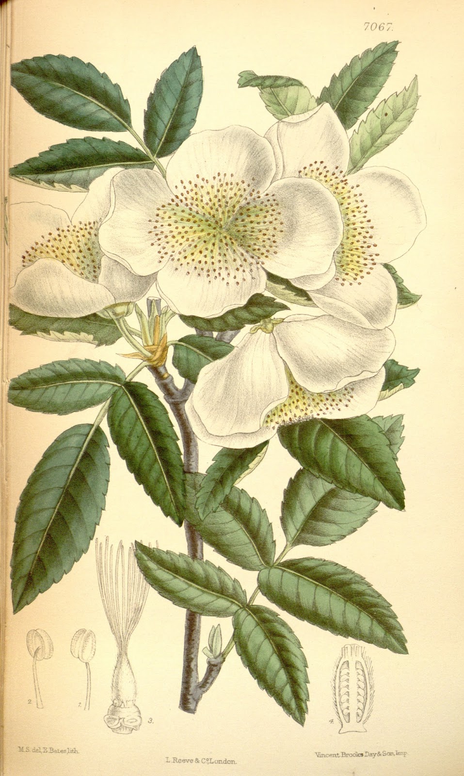HOW TO GROW EUCRYPHIA X NYMANSENSIS 'Nymansay' |The Garden of Eaden