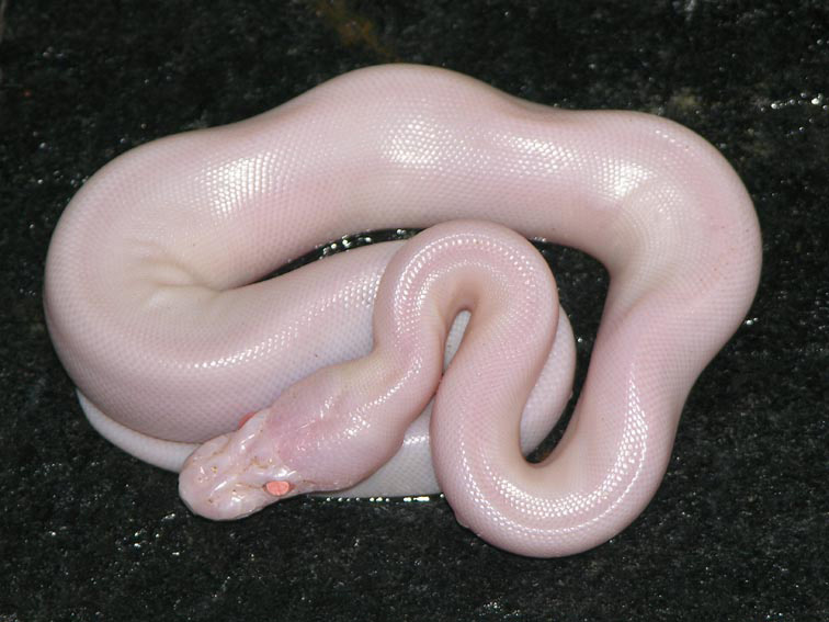 DreSay: Albino Stuff