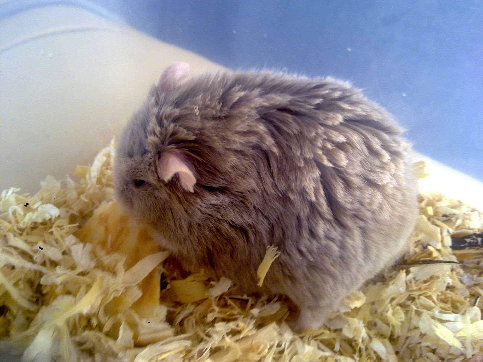 My Hammies World: Campbell's Russian Hamster Colors, Patterns And Coats