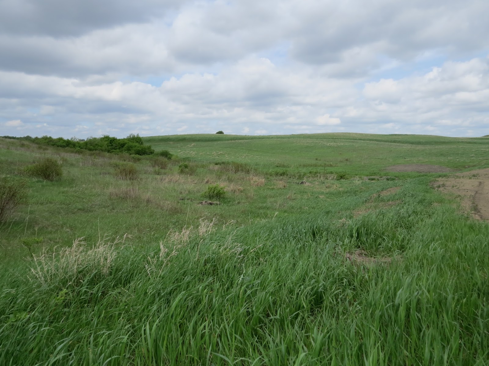 Birding Is Fun!: Birds of the Prairie - A Photo Essay
