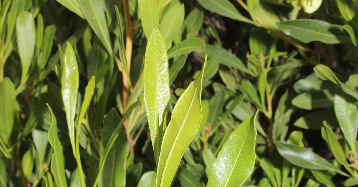 Biodiversity of Cyprus by NGO Protection of the Natural Heritage and ...